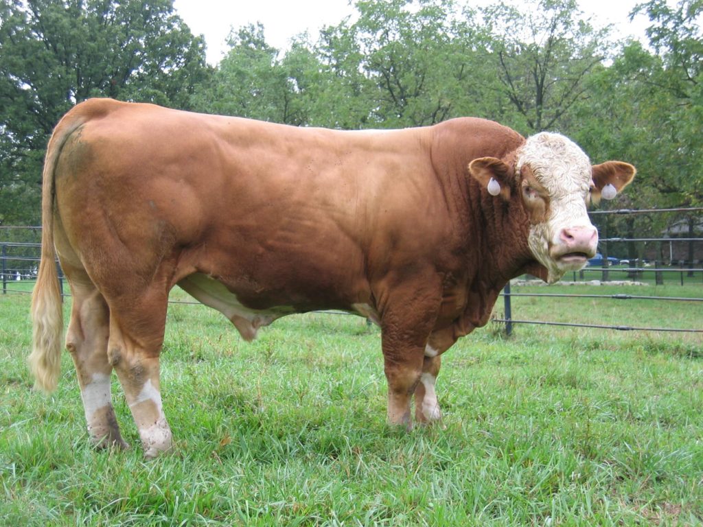 Fleckviehs - Bulls - Four Starr Genetics