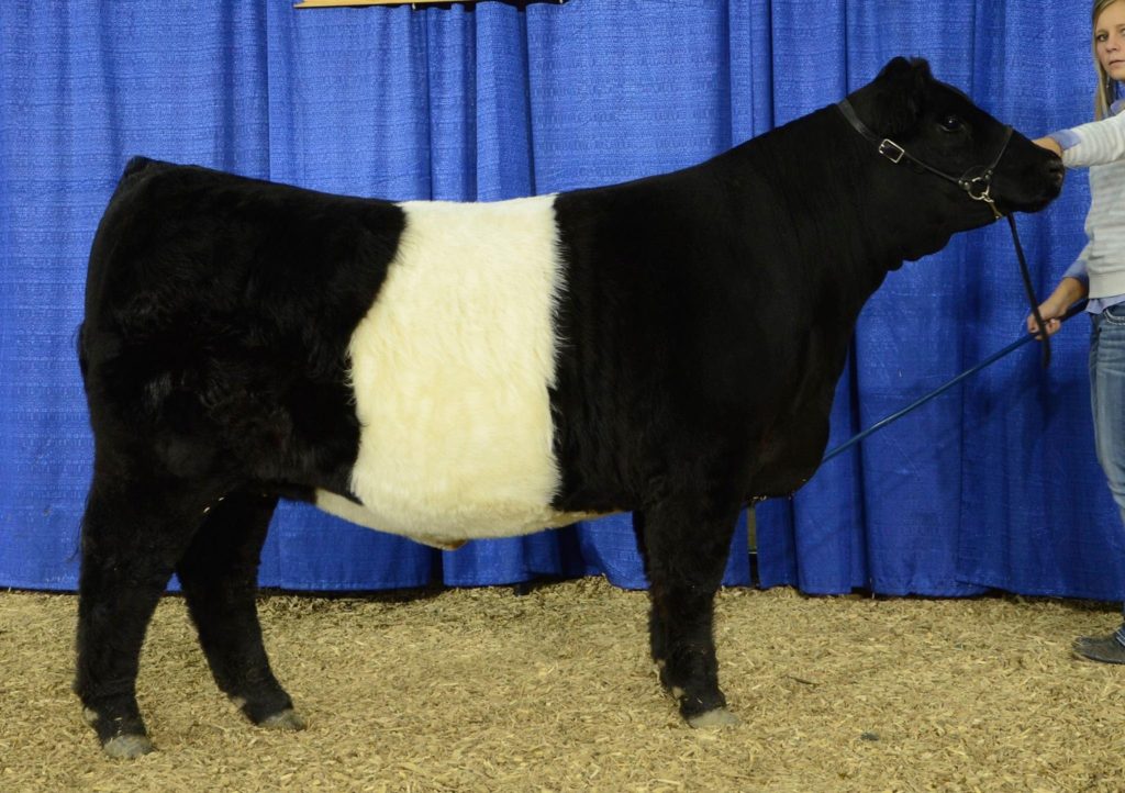 Belted Galloway Association