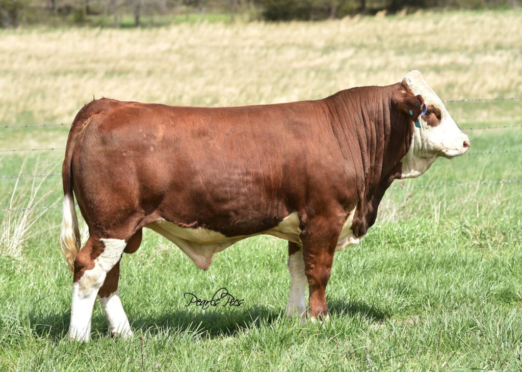 Fleckviehs - Bulls - Four Starr Genetics