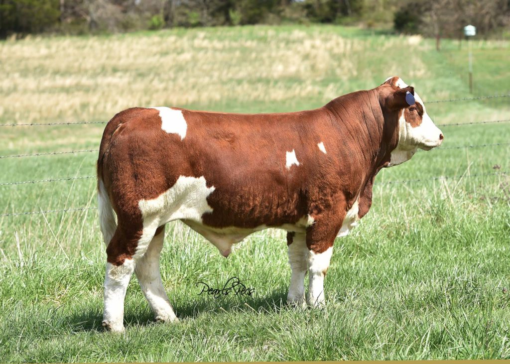 Fleckviehs - Bulls - Four Starr Genetics