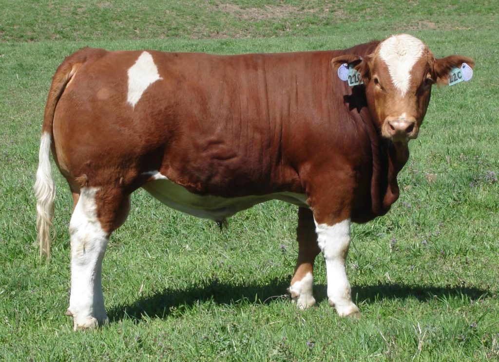Fleckviehs - Four Starr Genetics