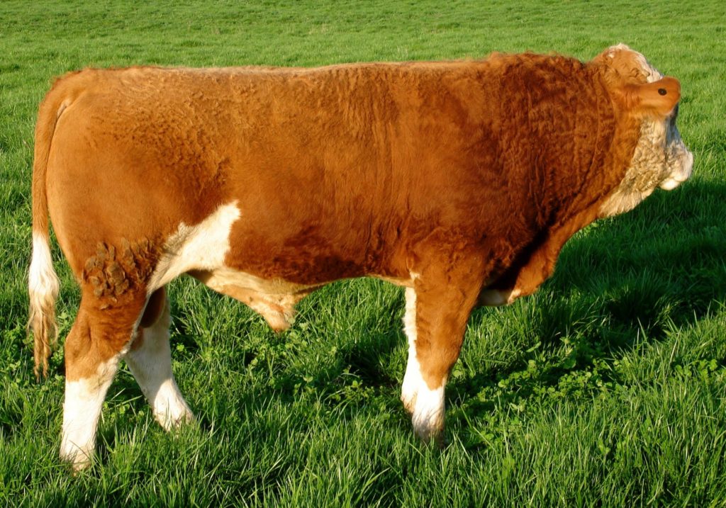 Fleckviehs - Bulls - Four Starr Genetics