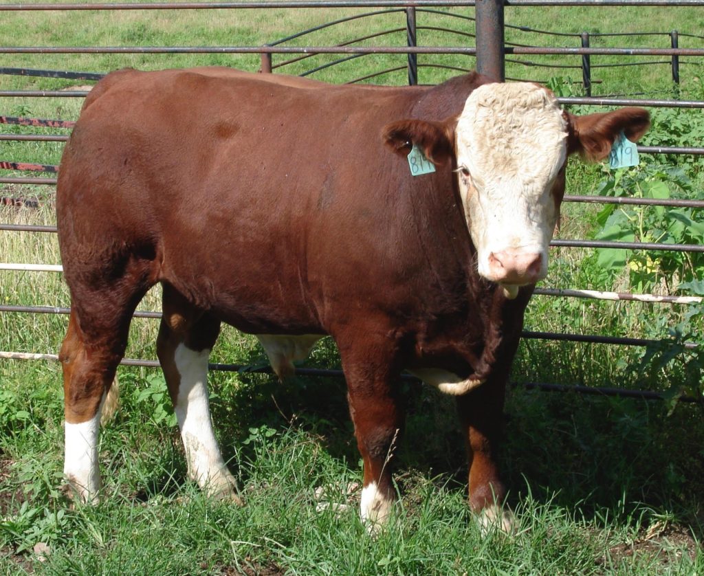Fleckviehs - Bulls - Four Starr Genetics